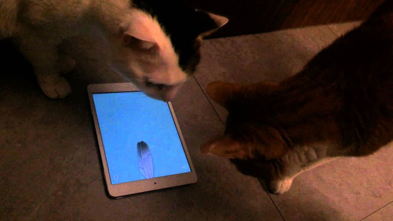 이루 - Cat Alone 2 '깃털' - YouTube