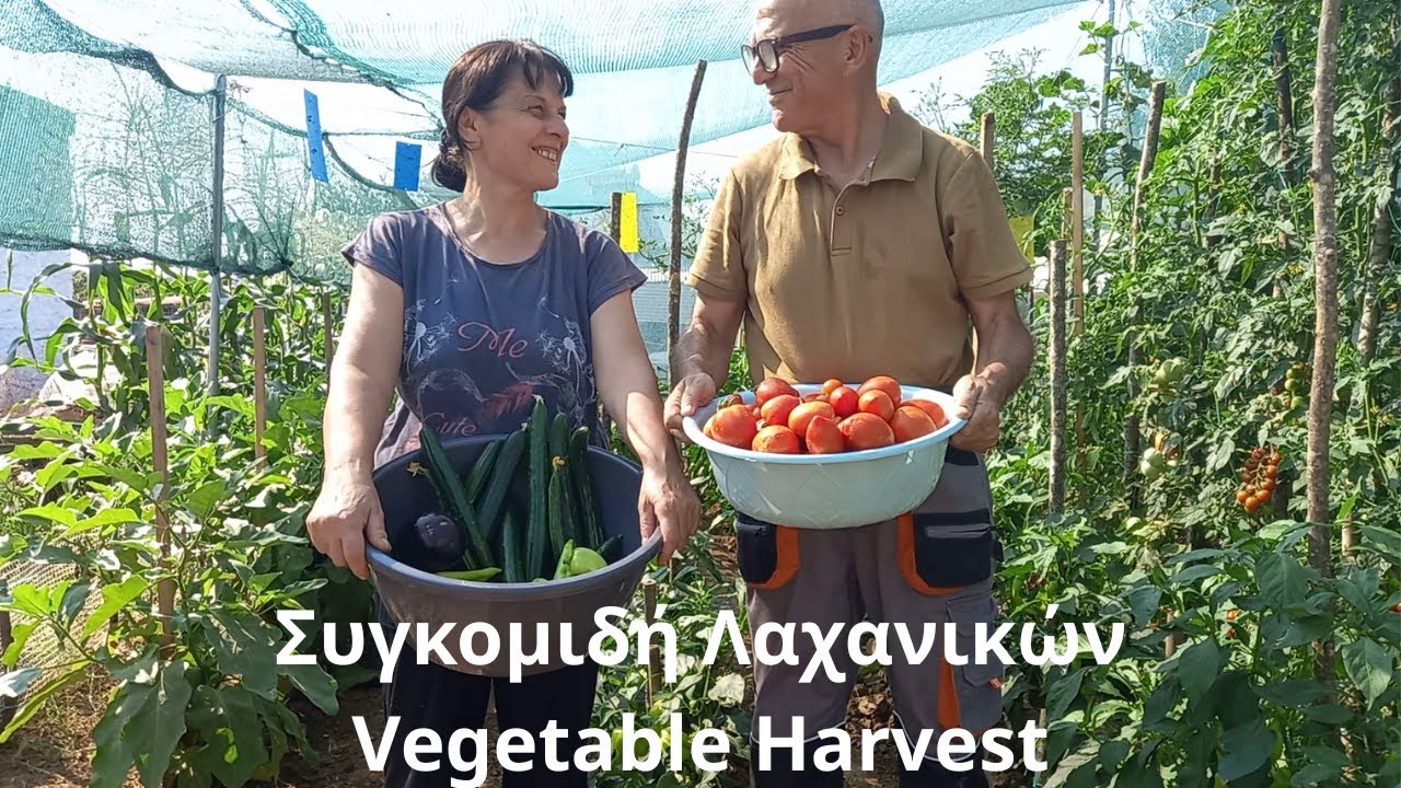 Λαχανόκηπος: Συγκομιδή Καλοκαιρινών Λαχανικών - YouTube