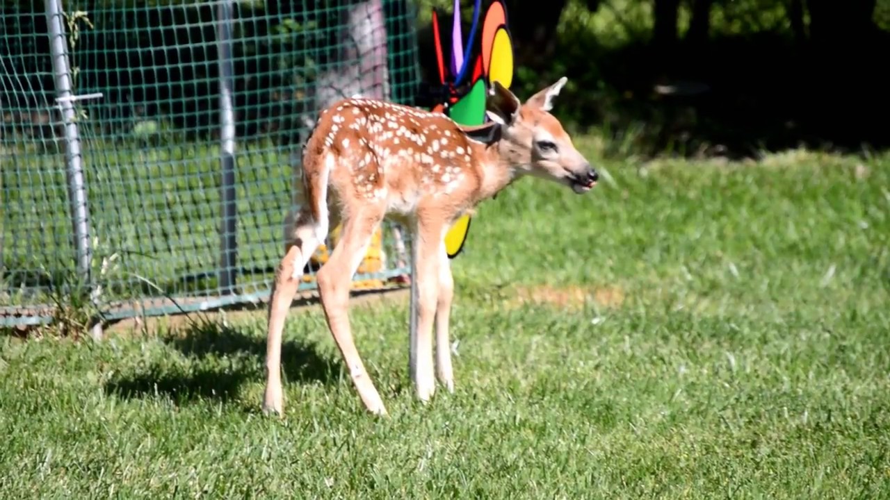 Baby Fawn's First Day - YouTube