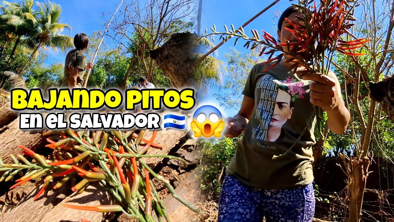 🚨TEMPORADA DE "PITOS" EN EL SALVADOR, USULUTÁN🇸🇻...conqué nombre los ...