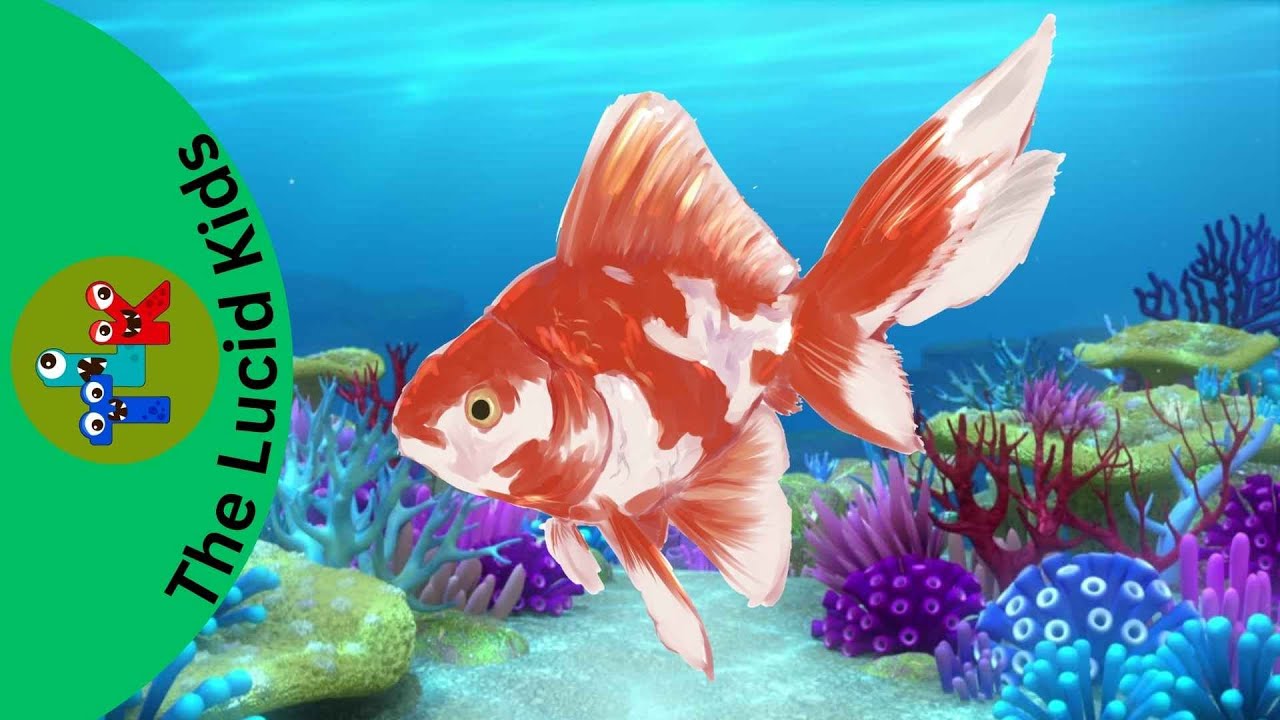 Meet the Animals | Red Fish | Wild Animals | Stories for Kindergarten ...