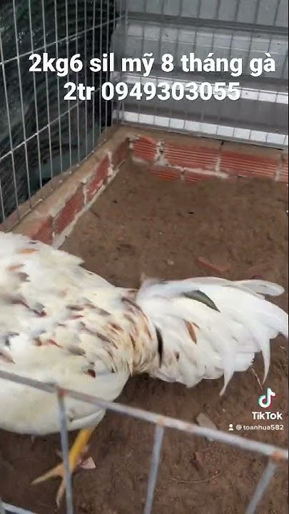 Sil mỹ 2kg6 8 tháng gà 0949303055 - YouTube