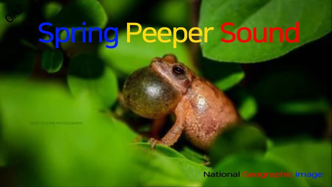 Spring Peepers Sounds - YouTube