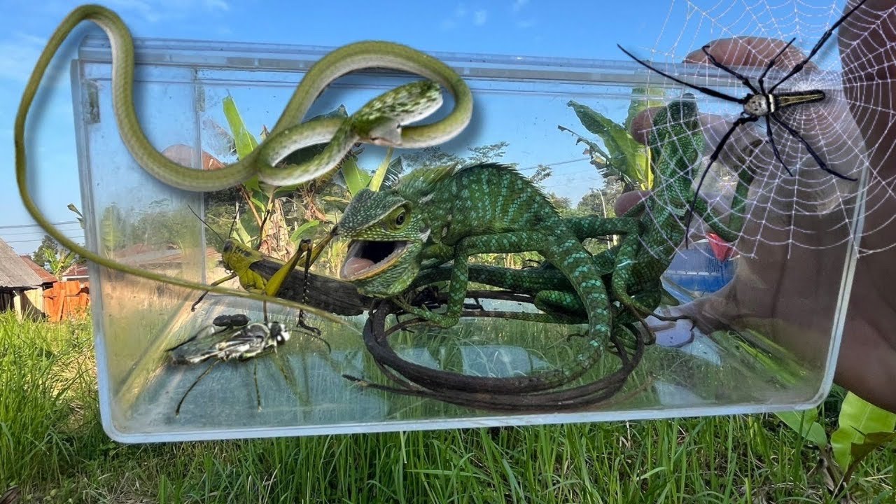 Catching reptile today Ahaetulla Nasuta, Chameleon, Grasshopper, Spider ...