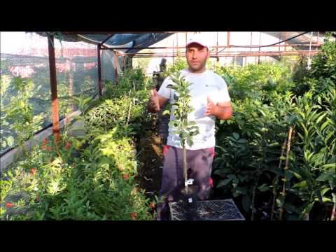 Pink Lady Elma Çeşidi Özellikleri ve Sertifikalı Meyve Fidanı Satışı