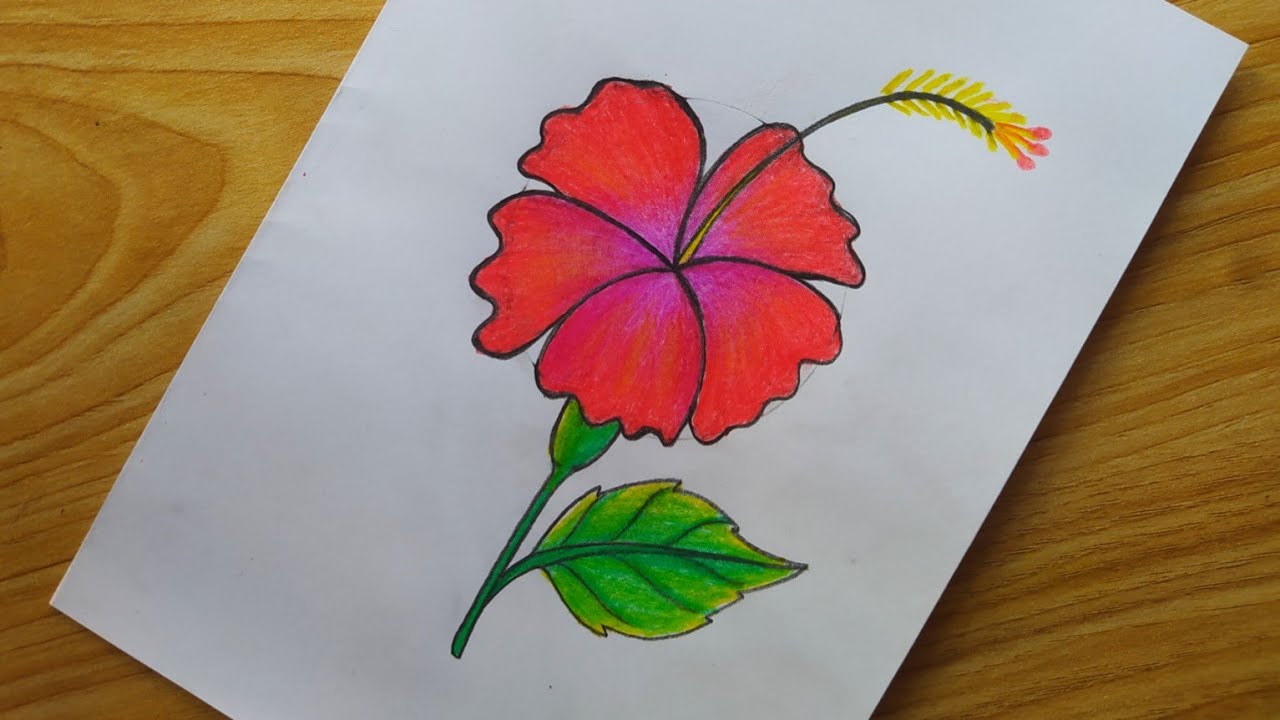 How to Draw a China Rose Easy/Hibiscus Flower Drawing Step by Step for ...