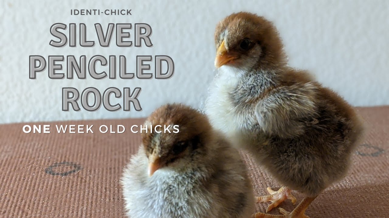 Silver Penciled Rock Chicken