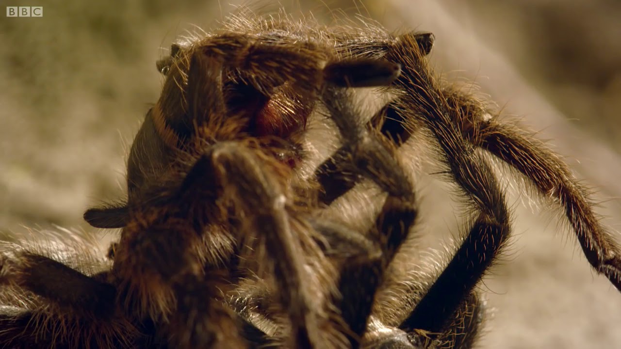 Tarantulas mating - YouTube