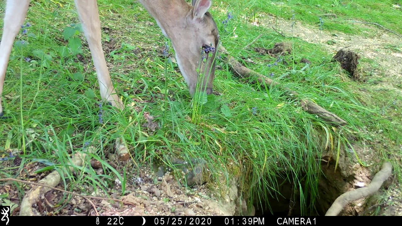 UK wildlife camera trap videos - YouTube