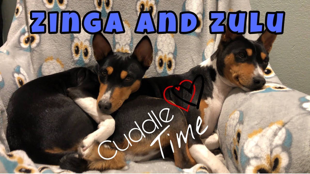 Cuddle Time! | A relaxing Basenji dog moment... - YouTube