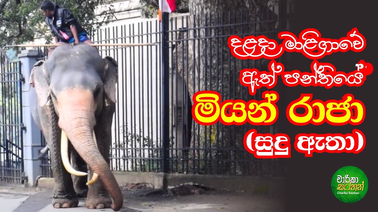 The Story Of Miyan Raja - YouTube