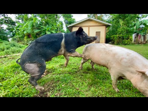 Neighbours sow how successfully done to breeding today #pigbreeding #pigfarming #wildboar 