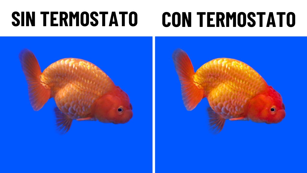 Descubre cómo el CALOR potencia la salud de tus GOLDFISH - YouTube