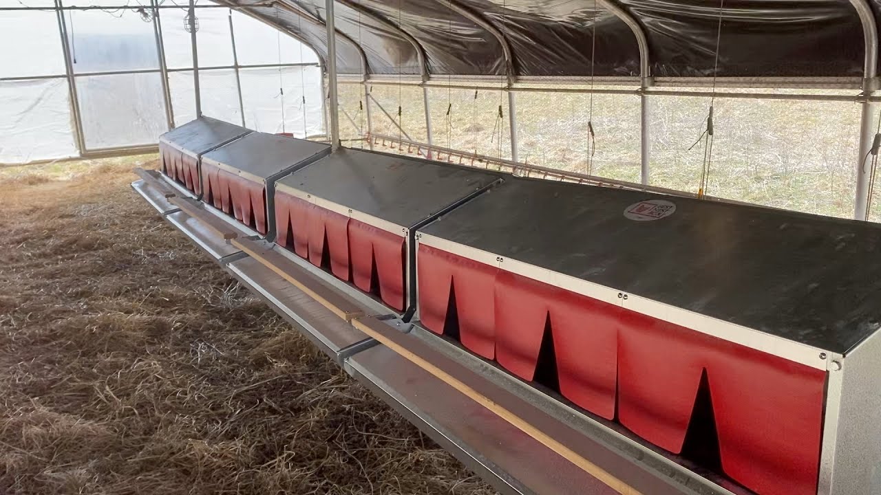 Auto leveling Best Nest Box chicken nest boxes in mobile hoop house ...