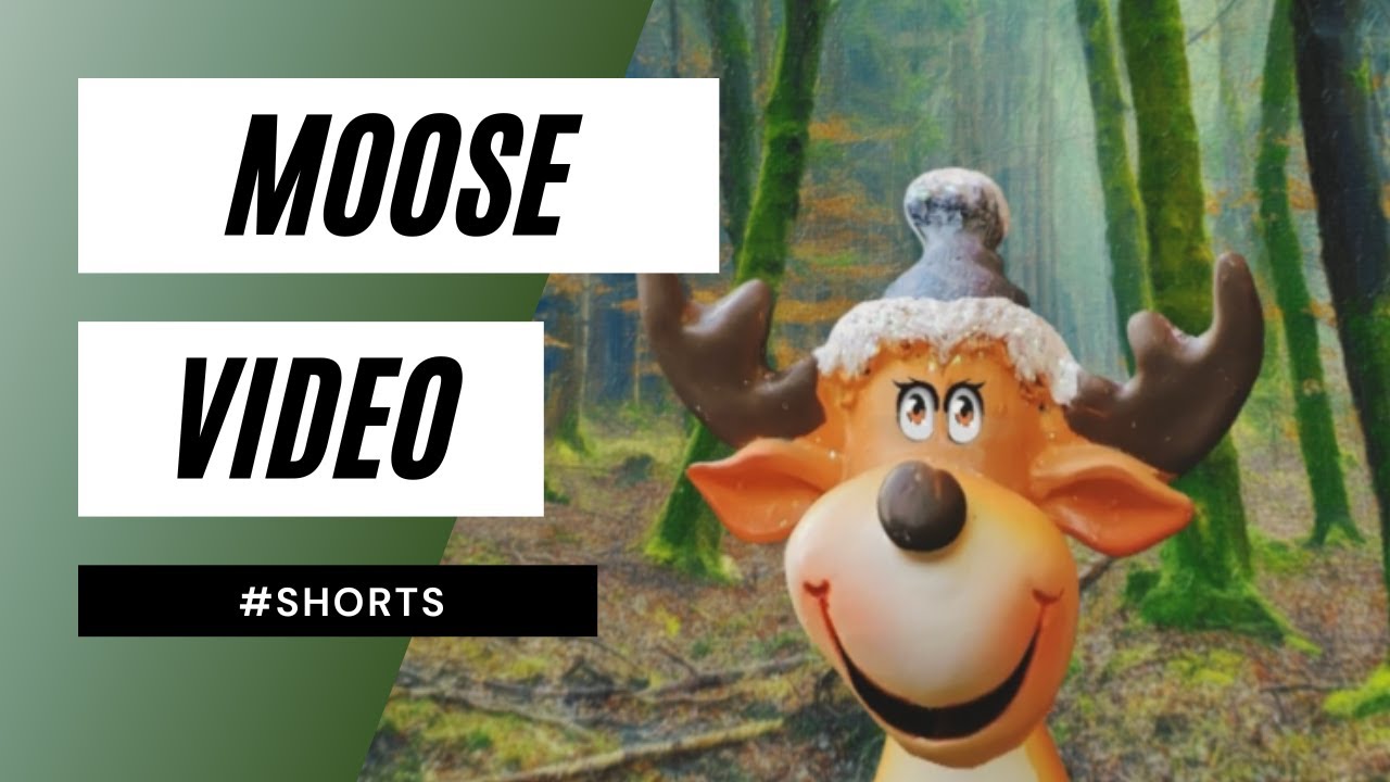 🦌Moose Video #shorts - 🦌moose status video short #video #short - YouTube
