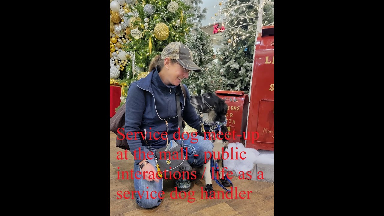 Service dog meet-up at the mall -public interactions/life as a service ...