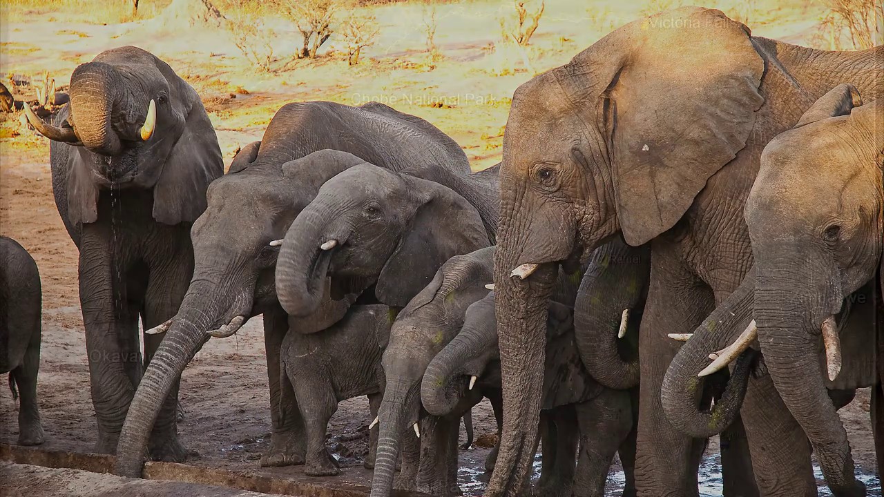 Water for Elephants Trust Heli Survey - YouTube