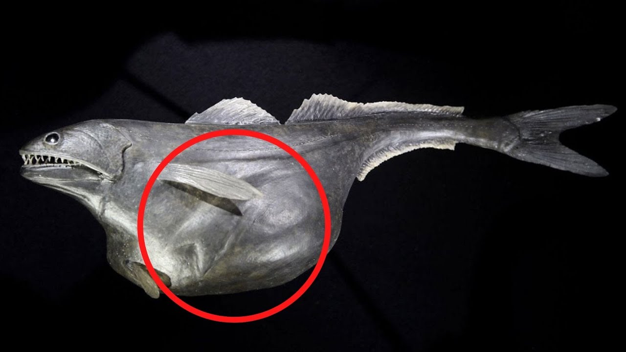 😱EL ENGULLIDOR NEGRO - YouTube