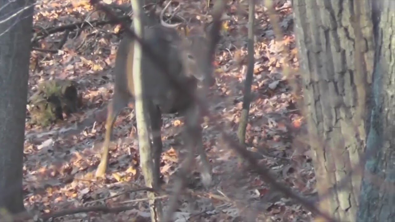 Outbreak of seasonal disease killing deer in Pennsylvania county - YouTube