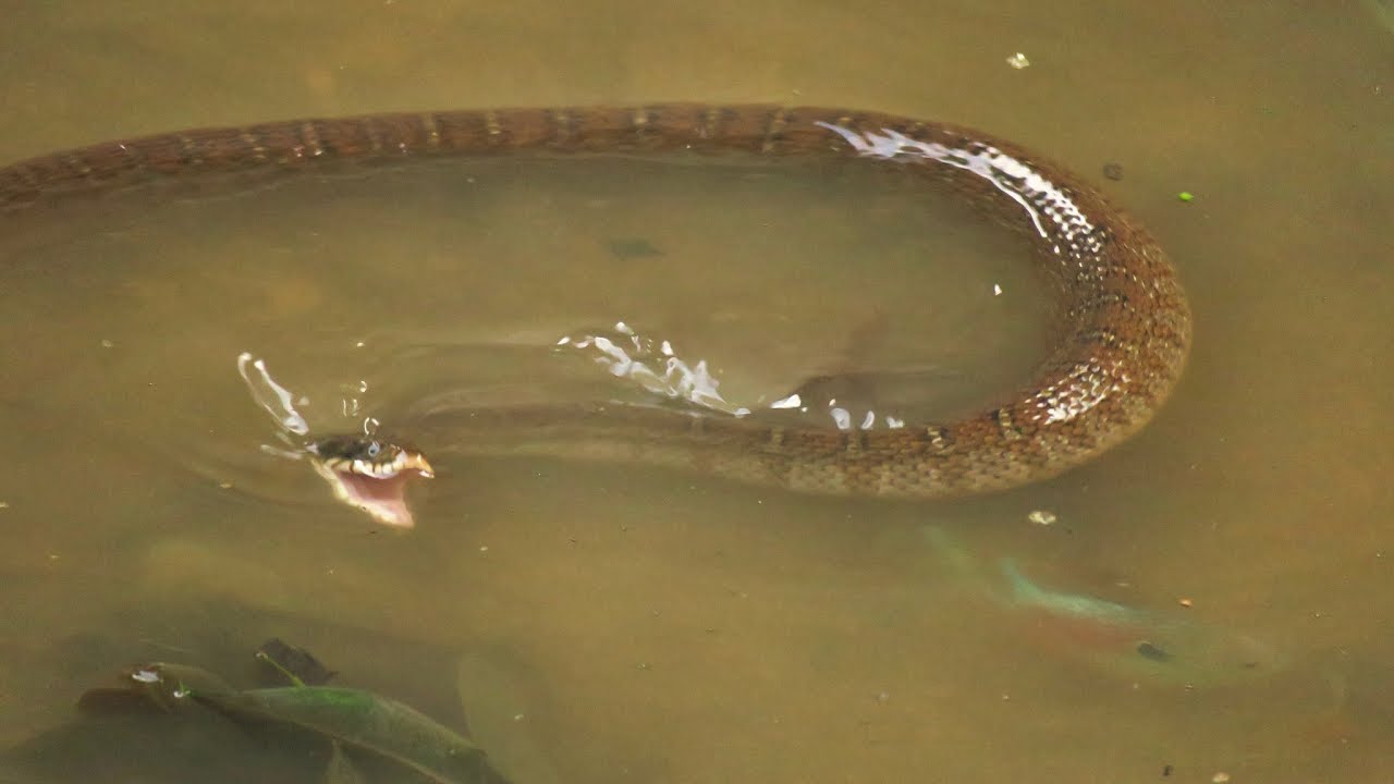 Blotched water snake hunting fish (Nerodia erythrogaster transversa ...