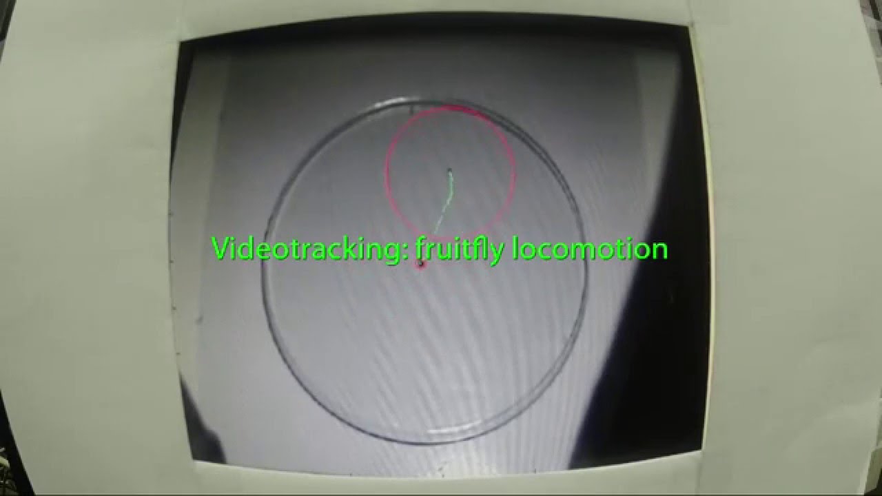 Fruit fly locomotion - YouTube