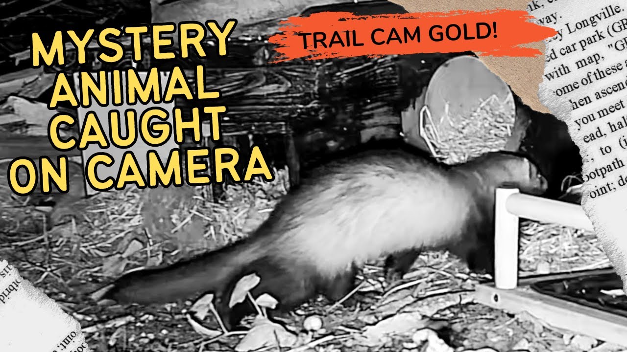 Exciting Mystery Animal Enters WILDVILLE! - YouTube