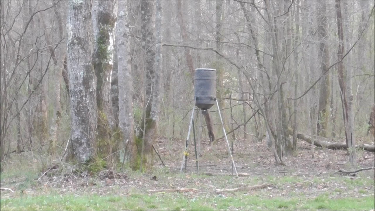 East Tennessee Hog Hunting - YouTube