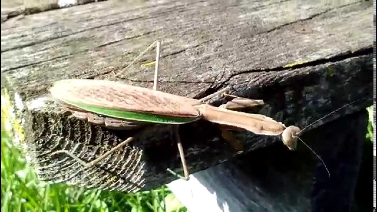 Funny Praying Mantis - YouTube