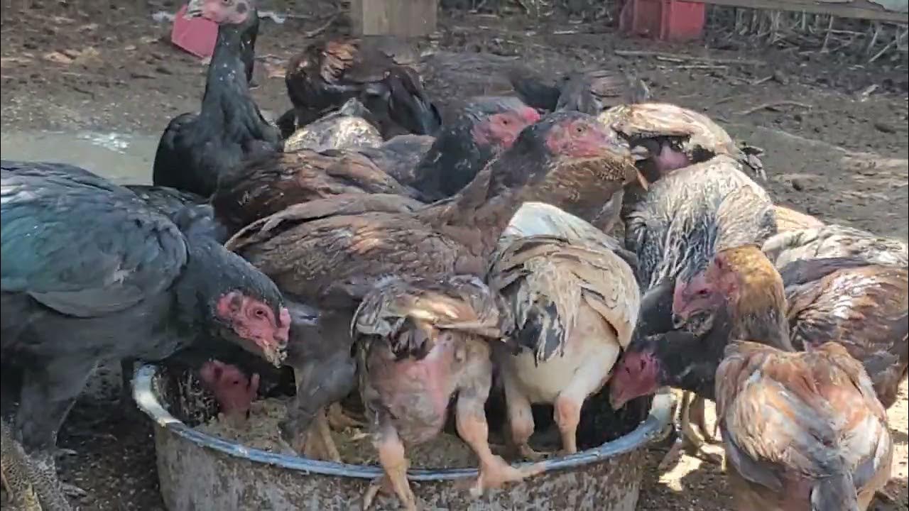 UPDATED ME NYUAM QAIB THAIB QAIB EJ COV TUB 7/20/2023 - YouTube