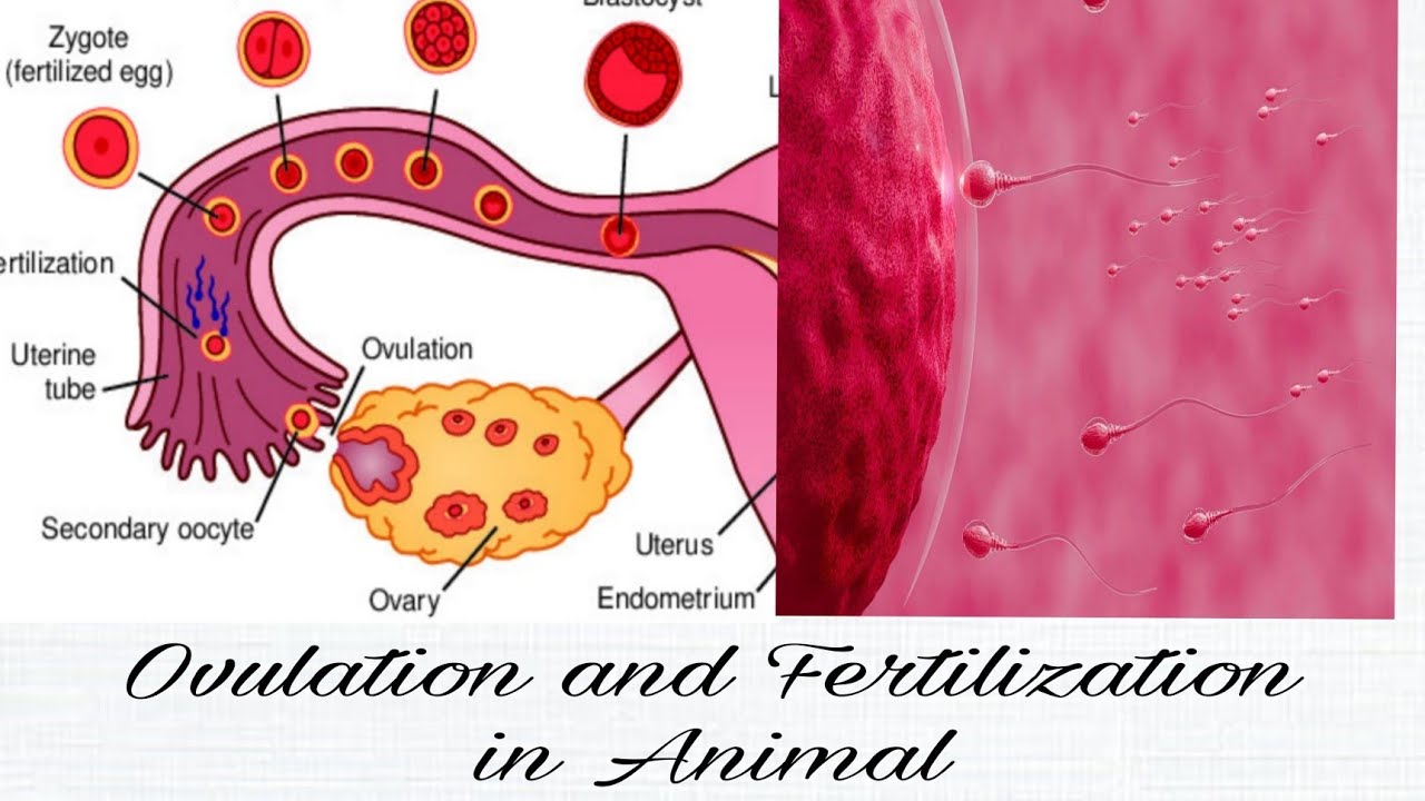 Ovulation and Fertilization Process - YouTube