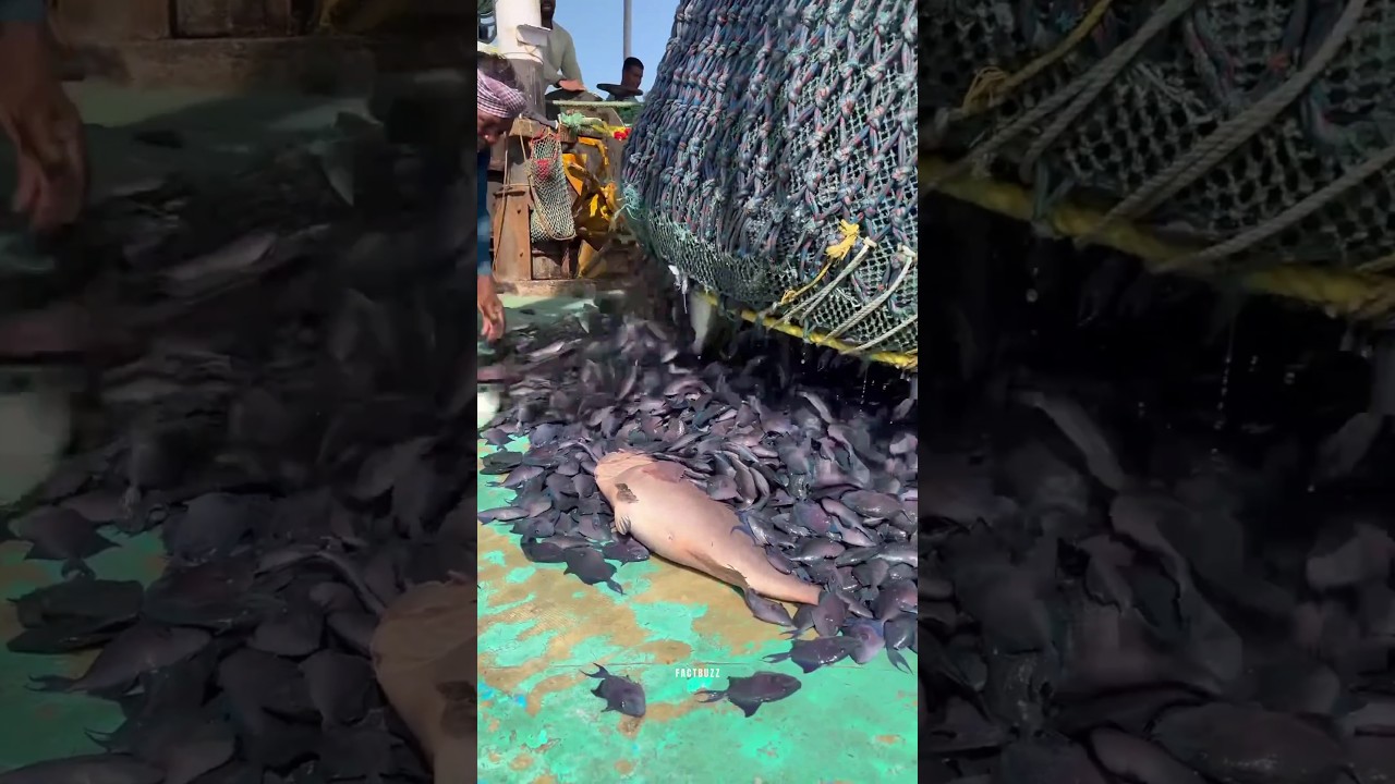 BOTTOM TRAWLING EXPLAINED 😯 - Fishing