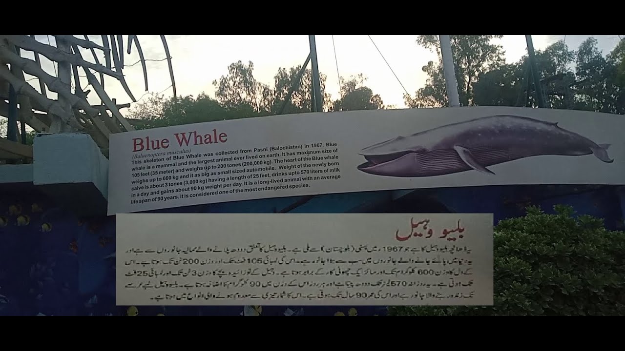 Skeleton of Blue Whale at Pakistan Museum of Natural History - YouTube
