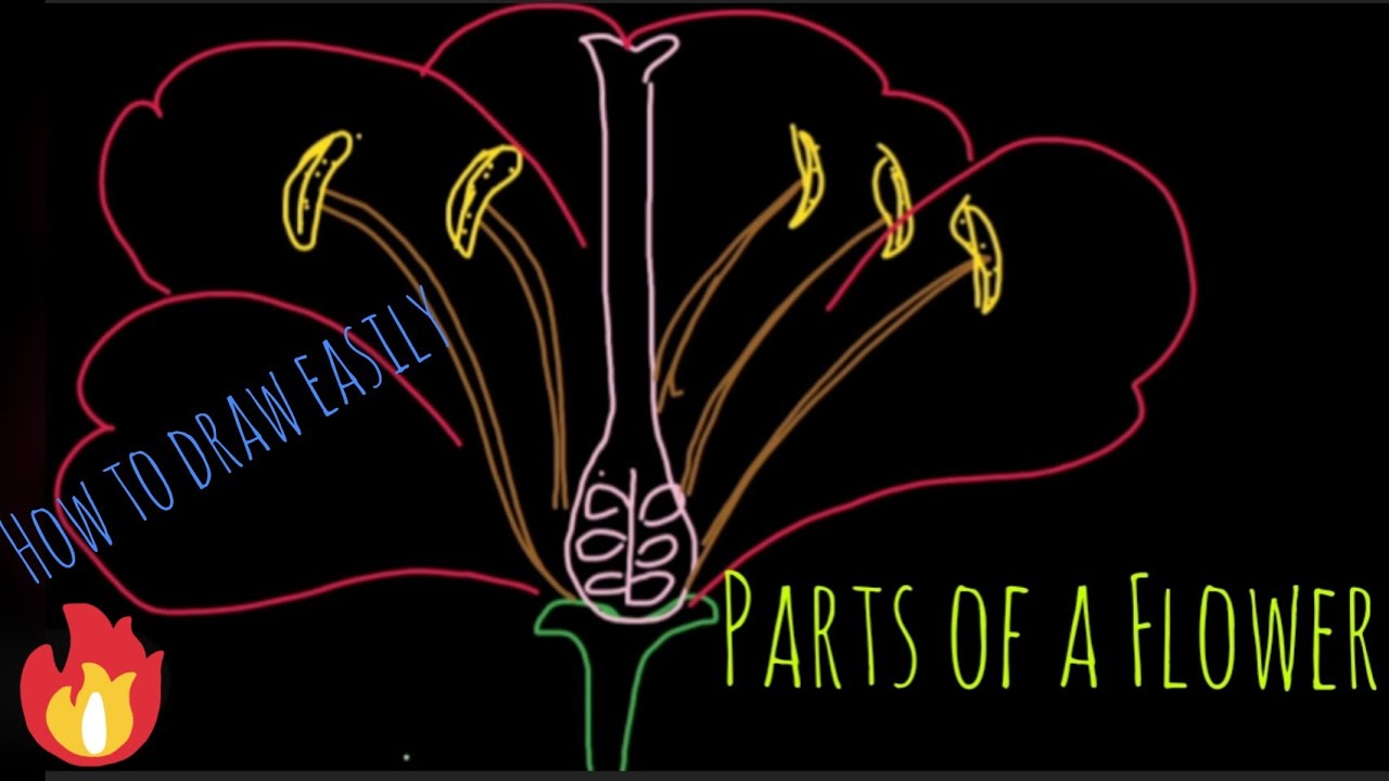 How to draw Longitudinal Section of a Flower || Biology Diagram - YouTube