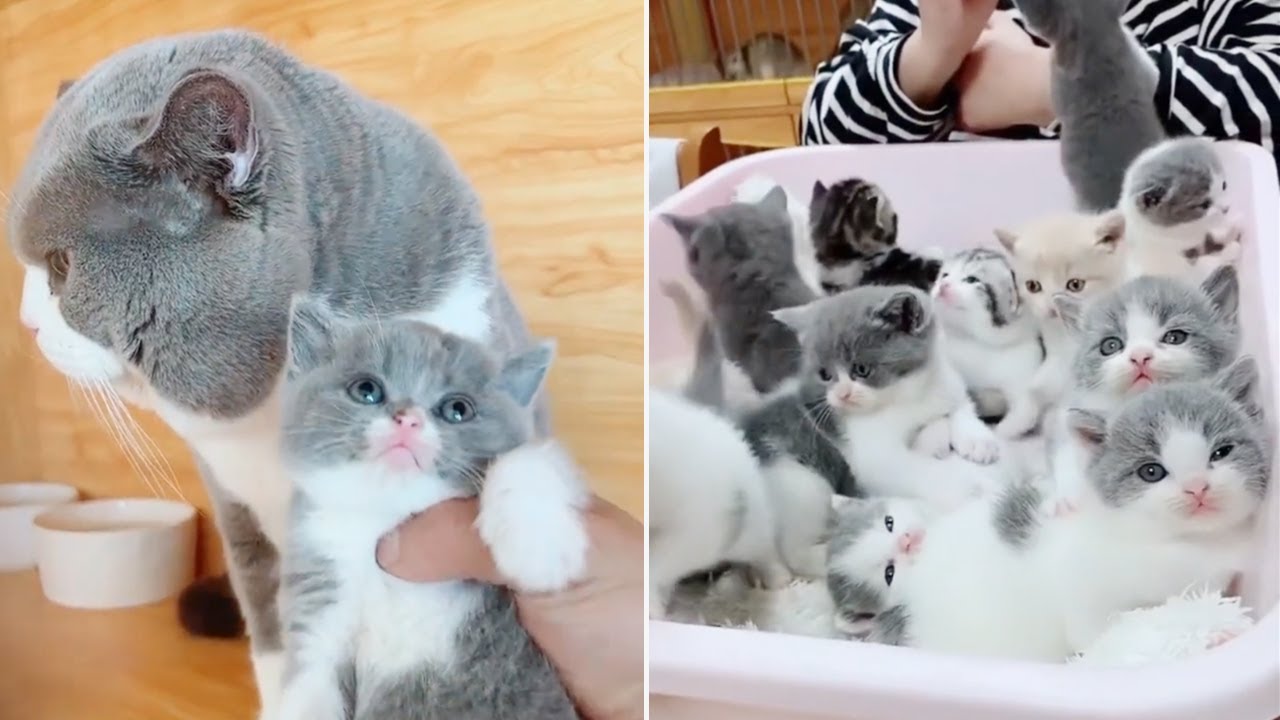 Super cute images of the big faced cat family #10 - YouTube