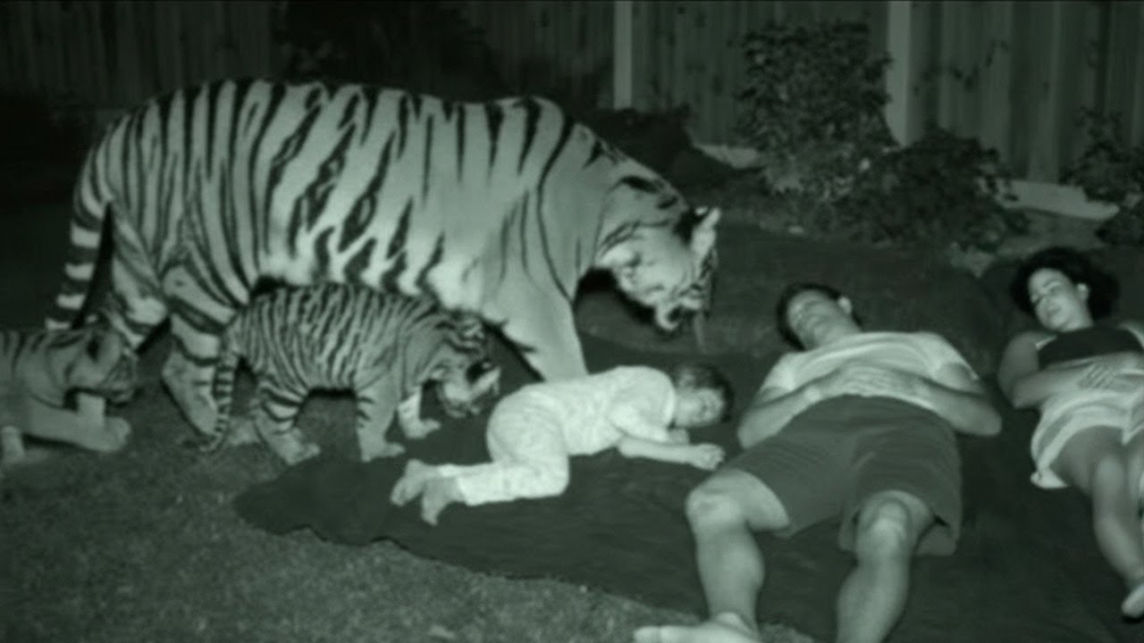 Best Incredible Wild Animals Invading Cities Caught on Camera - YouTube