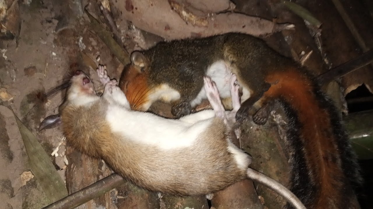 mus yos hav zoov tua nas noj ziav qos - YouTube