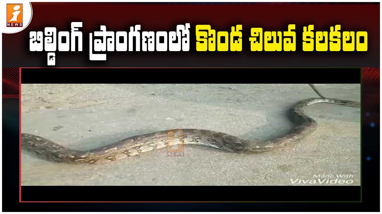 Python Snake Enters Into House Battalion Building || వెనుక భాగంలో ...