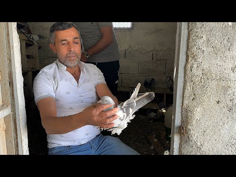 Mardin Kabaladan  | Mehmet Hakan | kardeşimizin kümesi bu akşam 21:30 da ‼️