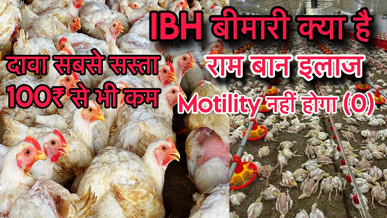 IBH Infection in Poultry | Causes, Symptoms, and Treatment #najpoultry ...