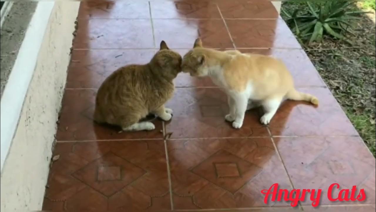 Cat Fighting | Cat Fight Compilation Video | Big Alley Cats Fight | Pelea fe gatos | Real Cat ...