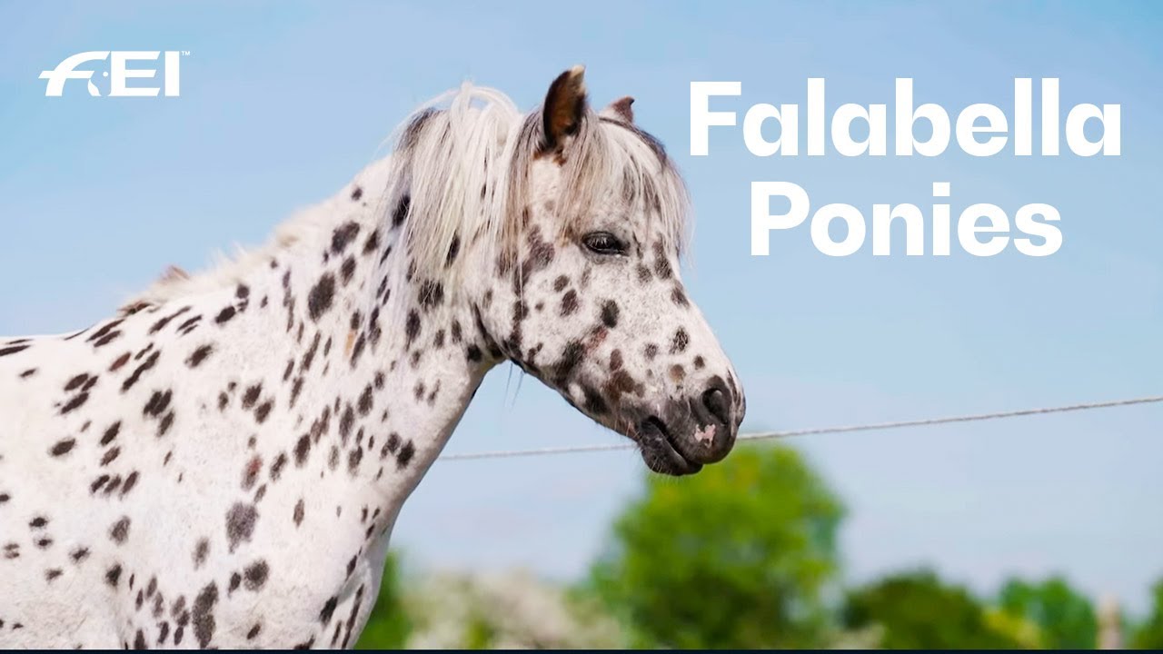 Fancy a walk with friendly Falabellas? 😍 | RIDE presented by Longines ...