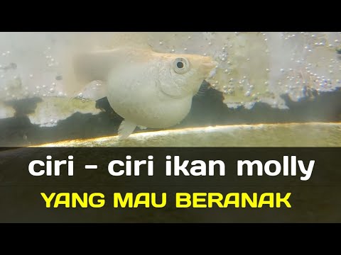 TIPS TERNAK IKAN MOLLY BIAR ANAKANNYA SELAMAT - YouTube