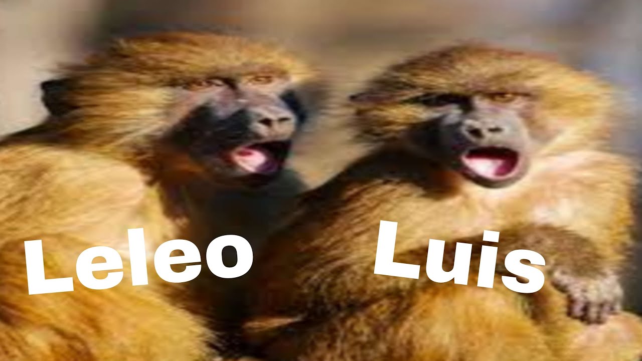 HIGHLIGHTS FORGETS LELEO E LUIS FIVEM 🎭 #2 - YouTube