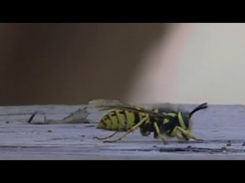 When Do Wasps Go Away In The Fall