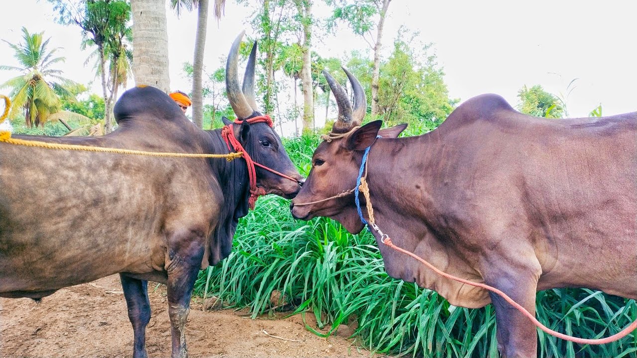 காங்கேயம் காராம்பசு 💕 காரா காளை 💕 kangeyam black breed 🖤 jallikattu ...