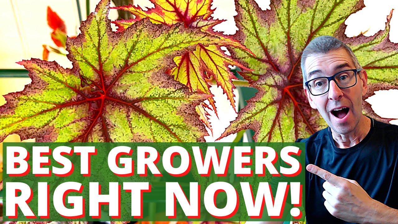 My BEST GROWERS Right Now! Only the Good Stuff... - YouTube