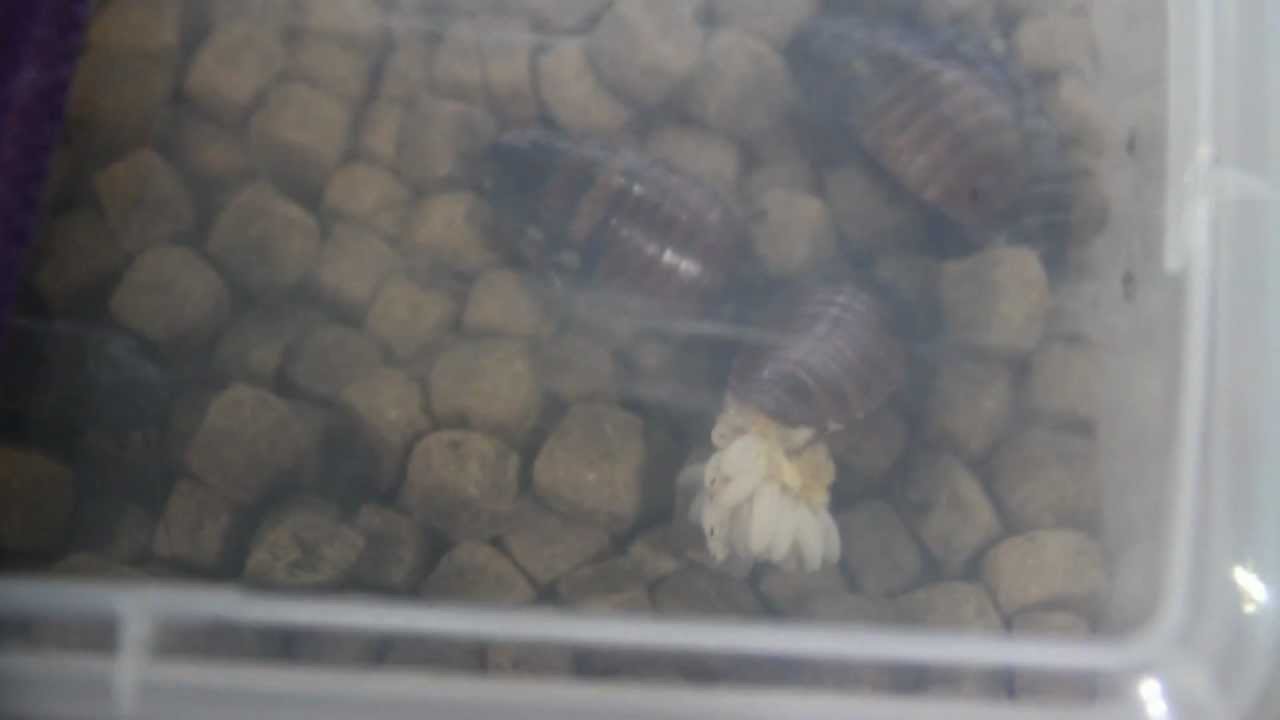 Cockroach Giving Live Birth Reading Reptile Show 72812 Youtube
