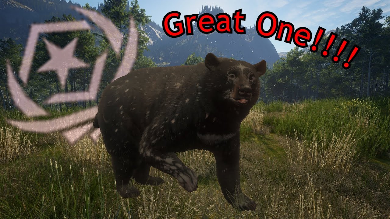 I Shot the Great One Black Bear!! (Actually legit) - YouTube