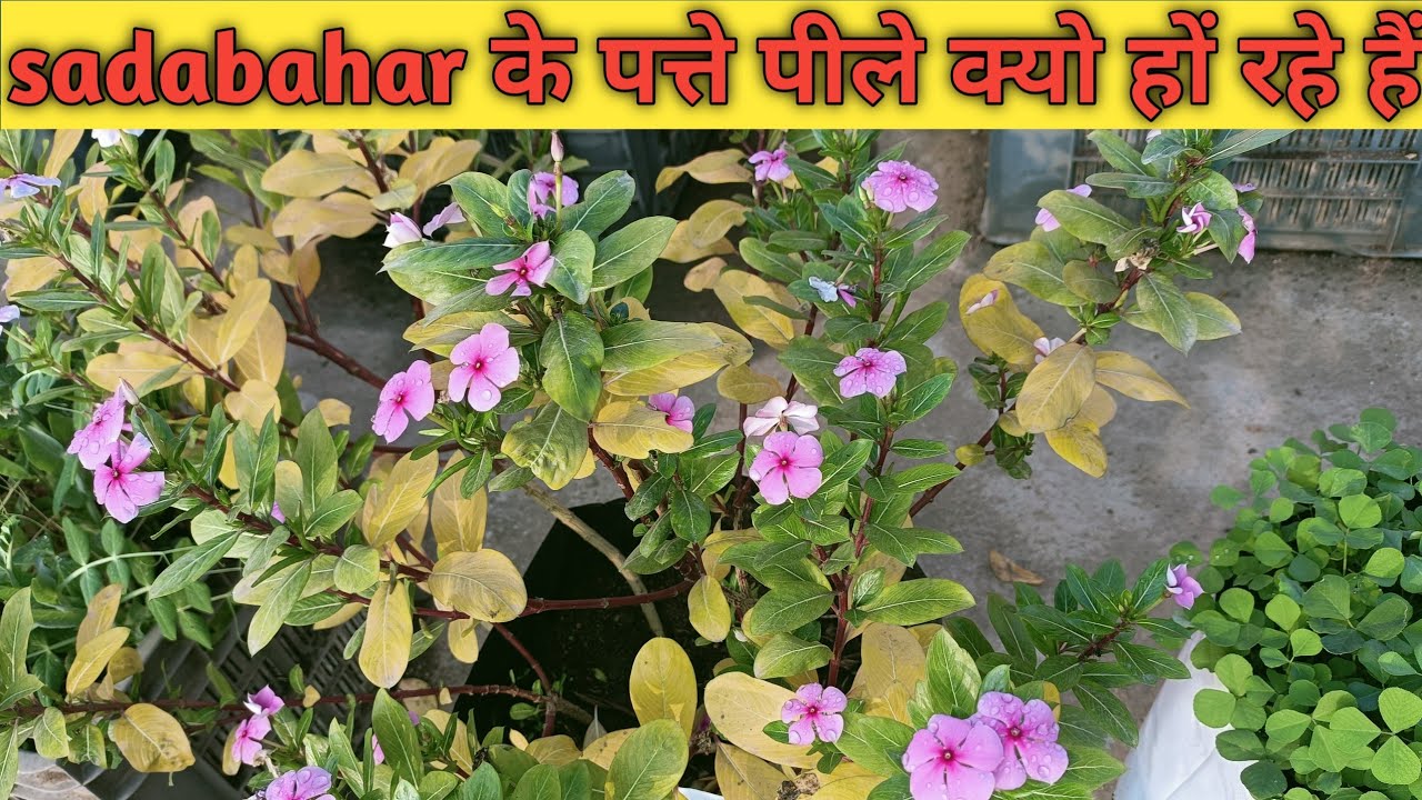 sadabahar/vinca के पत्ते पीले क्यों हो रहे हैं!! sadabahar/vinca plant ...