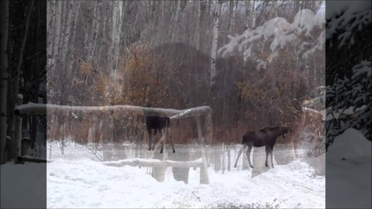 Swamp Donkey (Moose) Facts - YouTube